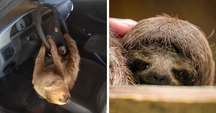 Man In Brazil Documented Hilariously Adorable Encounter With A Wild Sloth