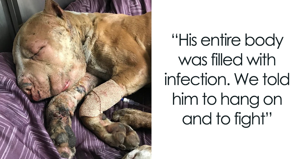 Wounded Puffy-Cheeked Dog Changes Incredibly After Rescue | Bored Panda