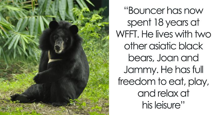 Bouncer, The 20YO 3-Legged Bear, Takes Over The Internet As People Fall ...