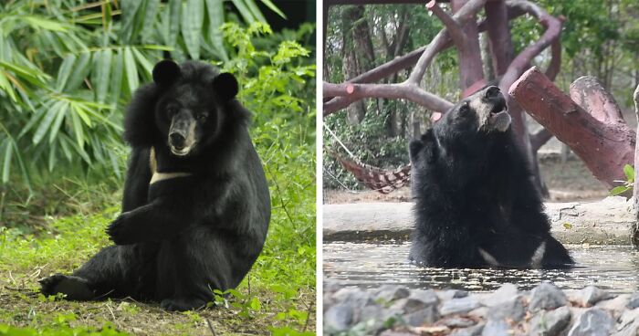 Bouncer, The 20YO 3-Legged Bear, Takes Over The Internet As People Fall ...