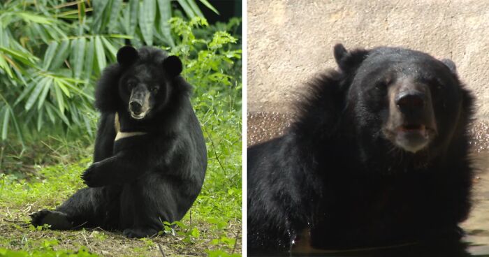 Bouncer, The 20YO 3-Legged Bear, Takes Over The Internet As People Fall ...