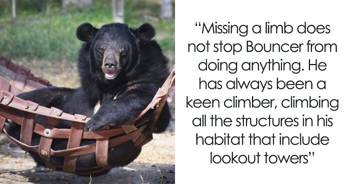 Bouncer, The 20YO 3-Legged Bear, Takes Over The Internet As People Fall ...