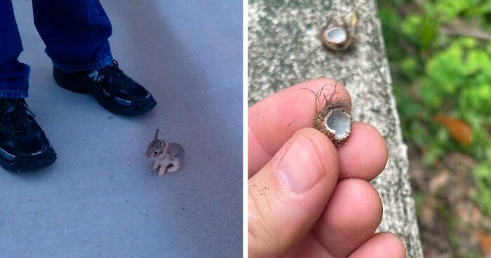 “What Is This?”: 50 Times People Spotted Something So Small, They Just ...