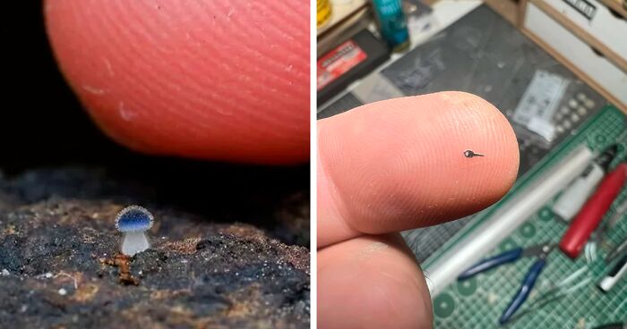 “What Is This?”: 50 Times People Spotted Something So Small, They Just ...