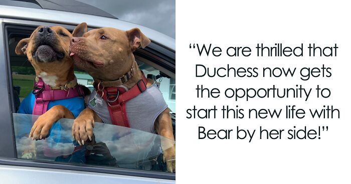 Duchess Was The Longest Resident At The Shelter, But All Turned Out ...