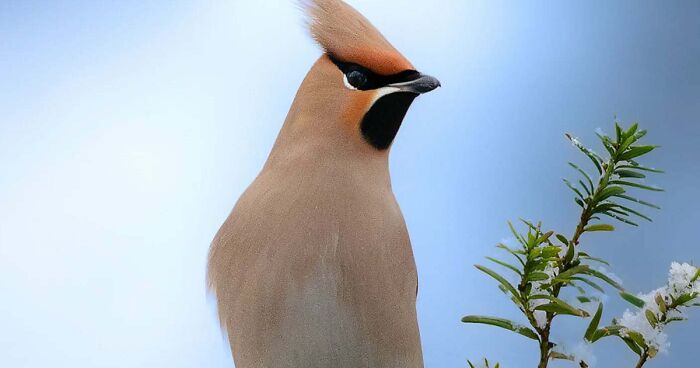 40 Close-Up Wildlife Images That Reveal Nature’s Beauty, Taken By This ...