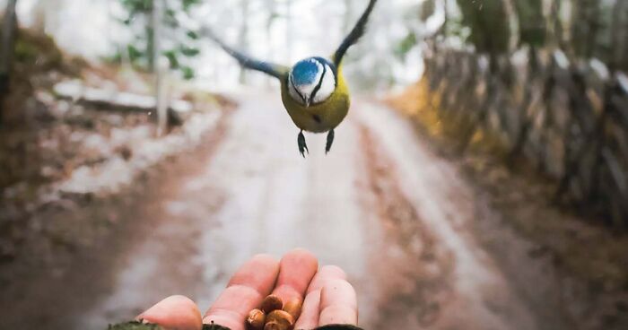 40 Close-Up Wildlife Images That Reveal Nature’s Beauty, Taken By This ...