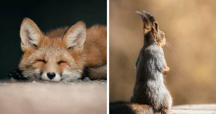 40 Close-Up Wildlife Images That Reveal Nature’s Beauty, Taken By This ...