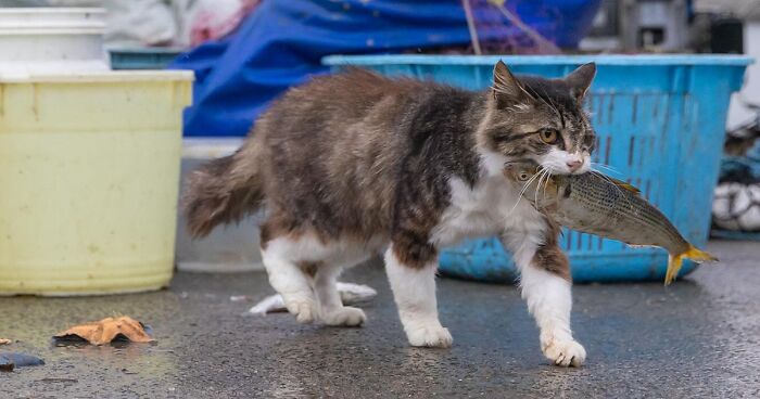 Documenting The Lives Of Tokyo’s Stray Cats: 41 New Photos From ...