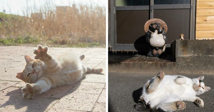 Documenting The Lives Of Tokyo’s Stray Cats: 41 New Photos From ...