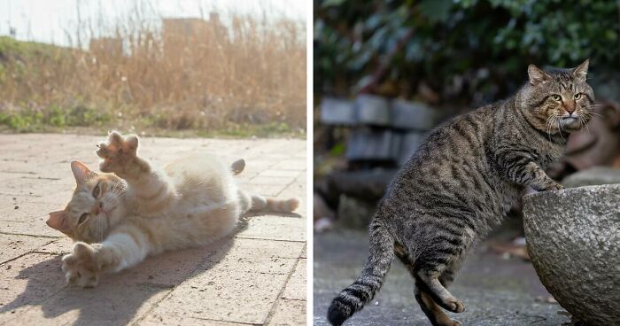 Documenting The Lives Of Tokyo’s Stray Cats: 41 New Photos From ...
