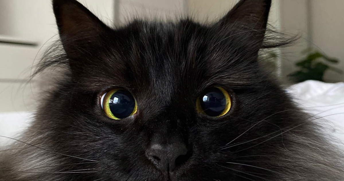 45 Adorable Cats Looking Like True Supermodels Without Any Effort ...
