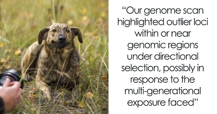 A New Study Shows That Dogs Living Near Chornobyl Are Genetically ...