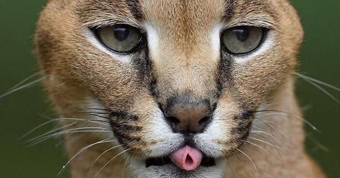 45 Of The Funniest Cat Bleps Guaranteed To Bring Avid Cat Lovers Joy