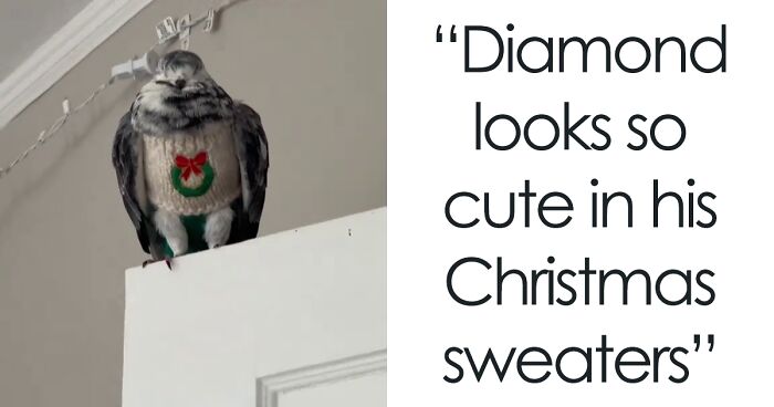 People Online Melt After Seeing This Adorable Pigeon Show Off His ...