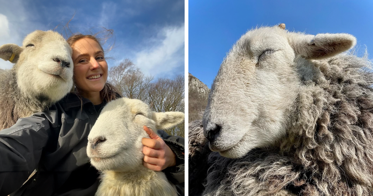 This Woman Shares A Very Different Side To Sheep That A Lot Of People ...