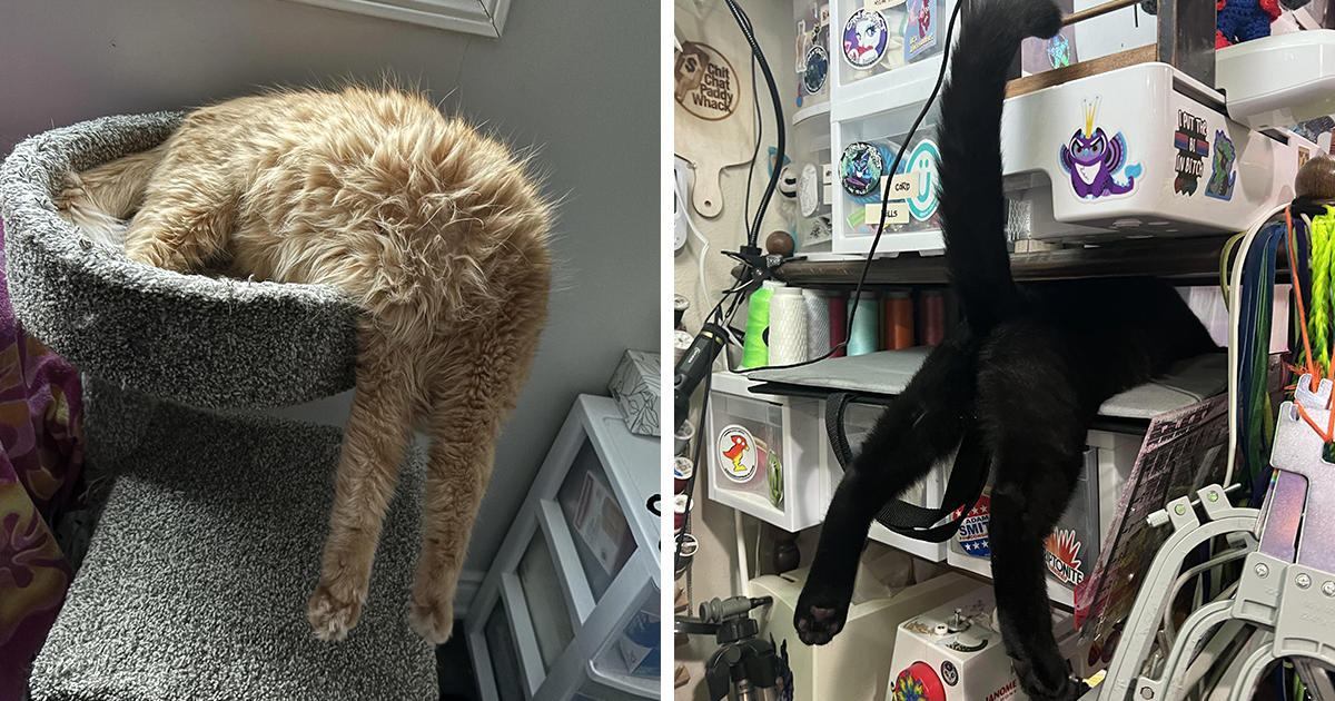 31 Images Of Adorable Animals Caught In Hilarious Dangling Positions ...