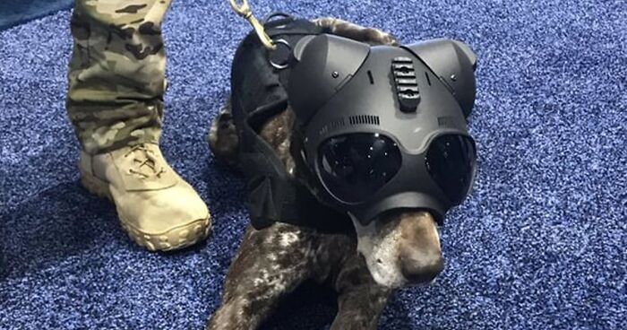 30 Dogs Wearing Goggles That Might Just Make Your Day, As Shared On ...