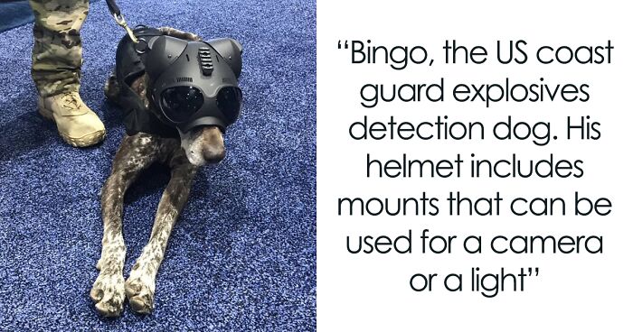 30 Dogs Wearing Goggles That Might Just Make Your Day, As Shared On ...