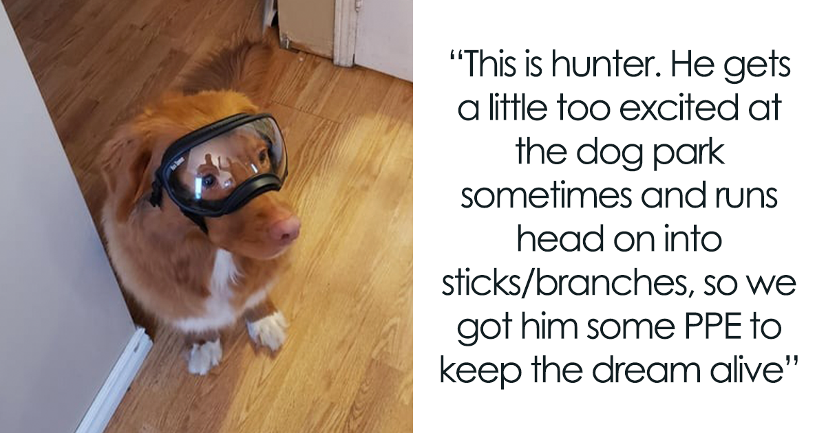 30 Dogs Wearing Goggles That Might Just Make Your Day, As Shared On ...