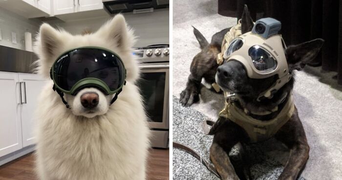 30 Dogs Wearing Goggles That Might Just Make Your Day, As Shared On ...