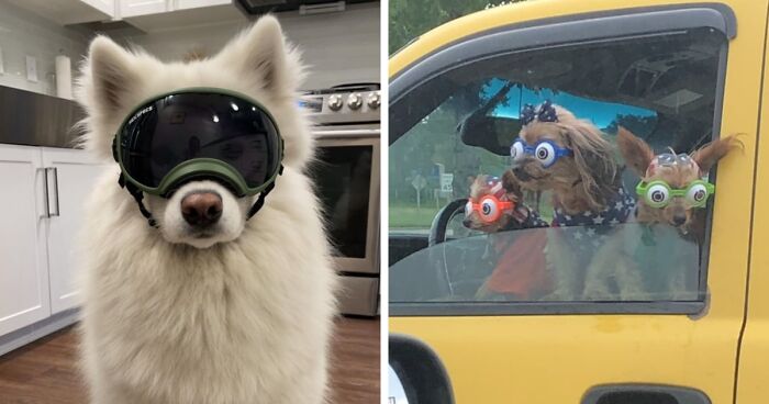 30 Dogs Wearing Goggles That Might Just Make Your Day, As Shared On ...