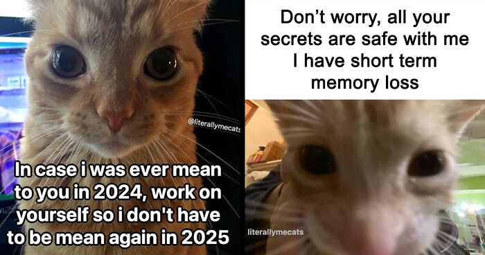 “Surviving On Caffeine And Rage”: 39 Funny Cat Memes That Are Instantly ...