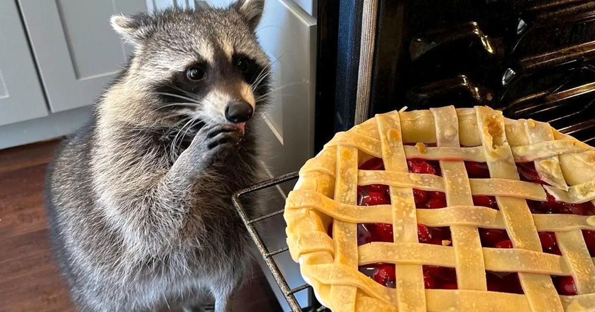 Folks Can’t Stop Giggling At These Random Pics Of Raccoons Enjoying ...