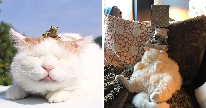 32 Ameowsing Pics Of Stuff On Cats That Might Make You An Instant Fan ...