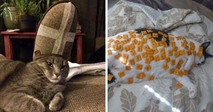32 Ameowsing Pics Of Stuff On Cats That Might Make You An Instant Fan ...