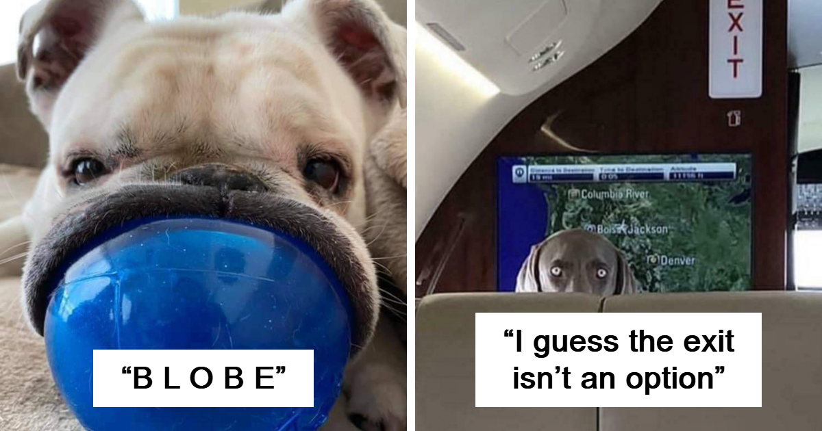 “Cryptid Dogs”: 30 Times People Managed To Snap A Pic Of Their Dogs At Just The Right Moment ...