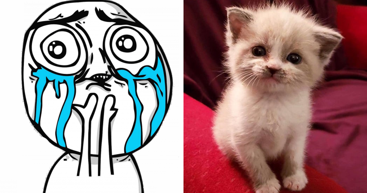 Folks Share The Best Cat Smiles They’ve Ever Been Blessed To Witness ...