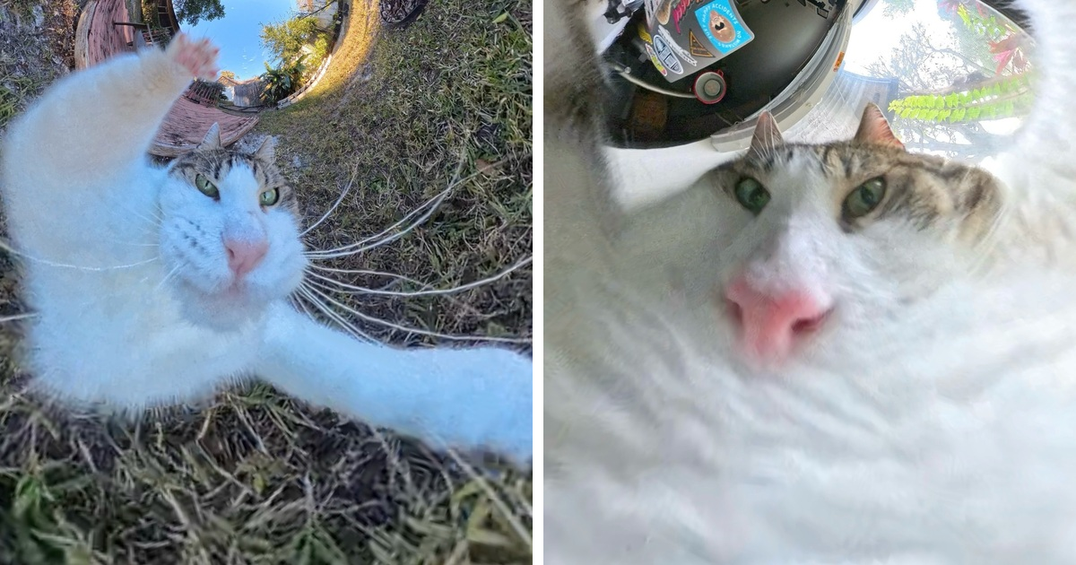 39 Hilariously Silly Photos Of Cats Taken With A 360 Camera By This ...