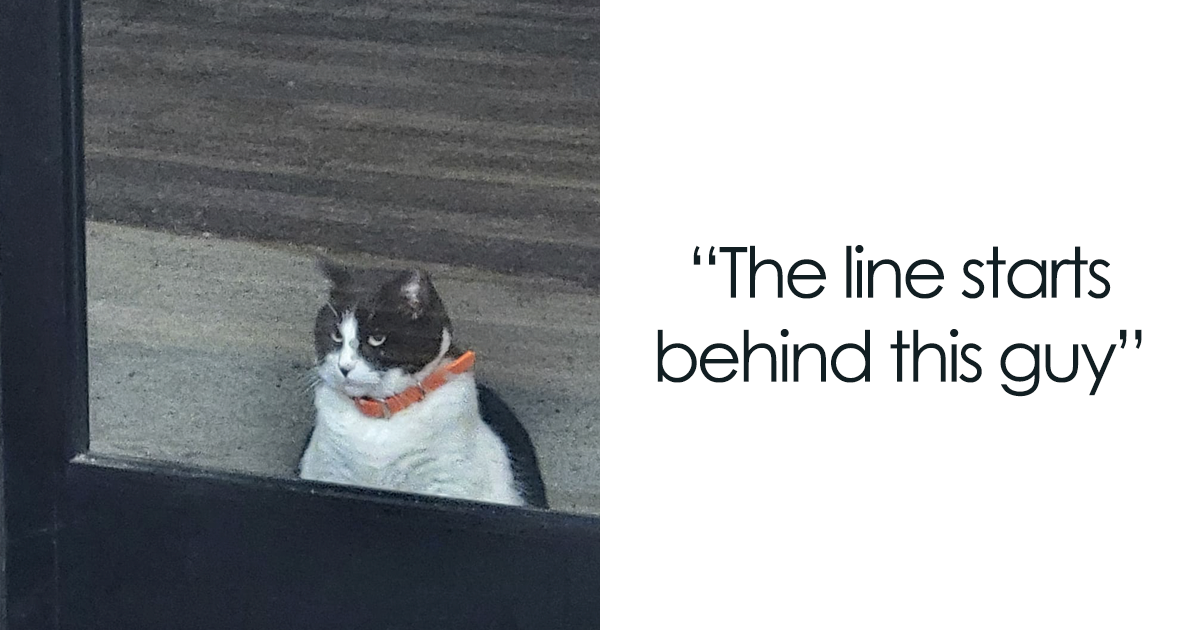 This Local Donut Shop Waiting Line Always Starts Behind A Cat Who’s ...