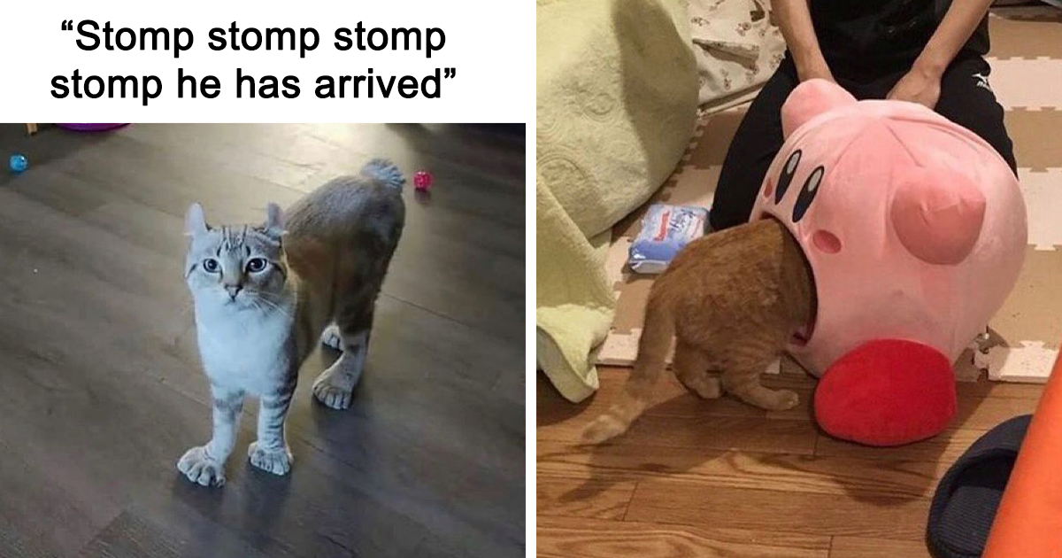 Grumpy Cat Meme Working Out