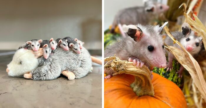 These Baby Opossums Lost Their Mom, But The Rescue Team Found A ...