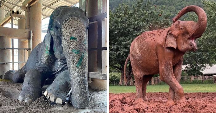 Exhausted Elephant Was Finally Rescued From The Place Where She Was ...
