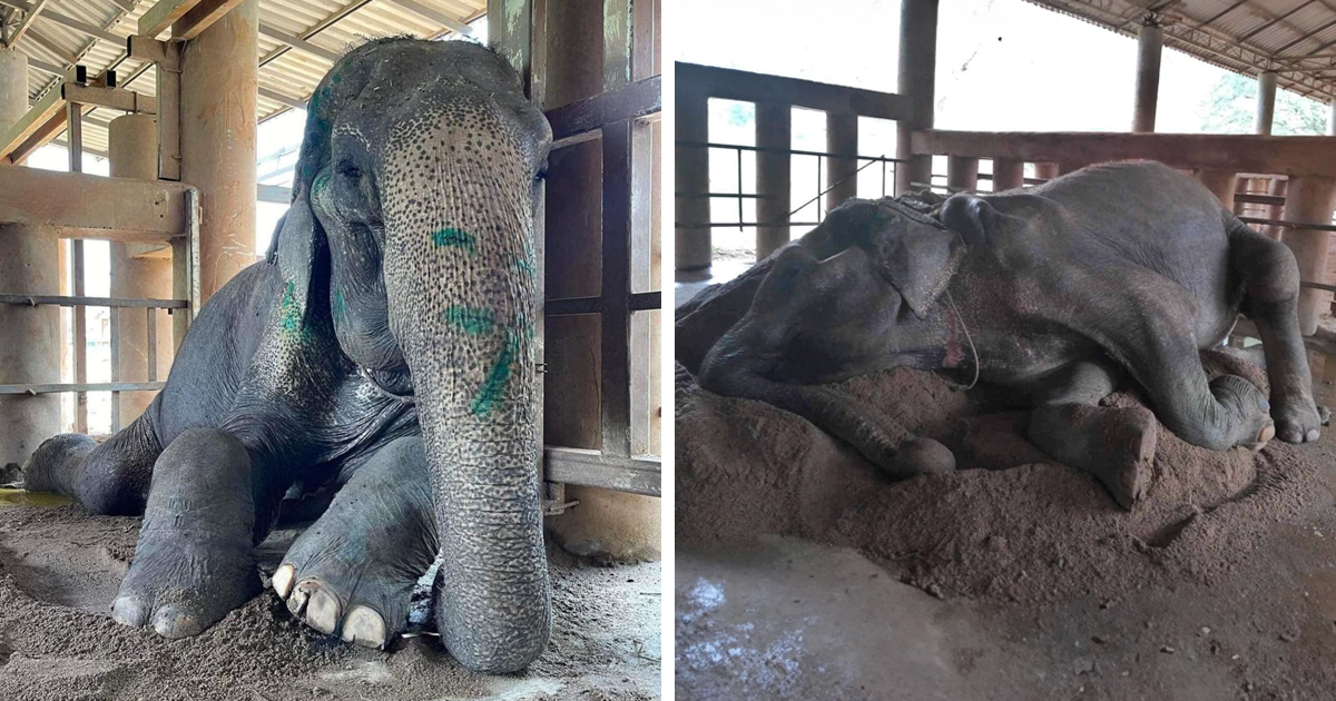 Exhausted Elephant Was Finally Rescued From The Place Where She Was ...