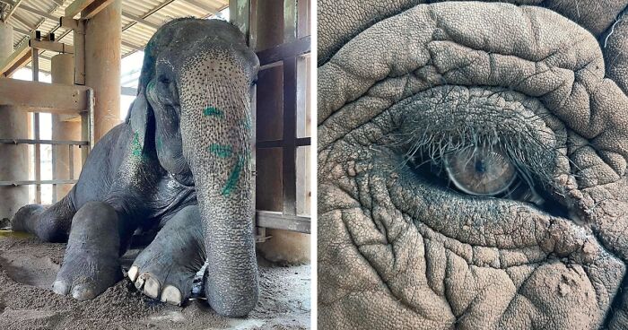 Exhausted Elephant Was Finally Rescued From The Place Where She Was ...