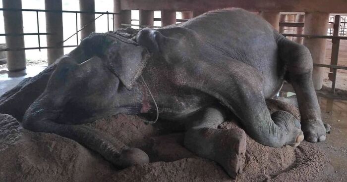 Exhausted Elephant Was Finally Rescued From The Place Where She Was ...