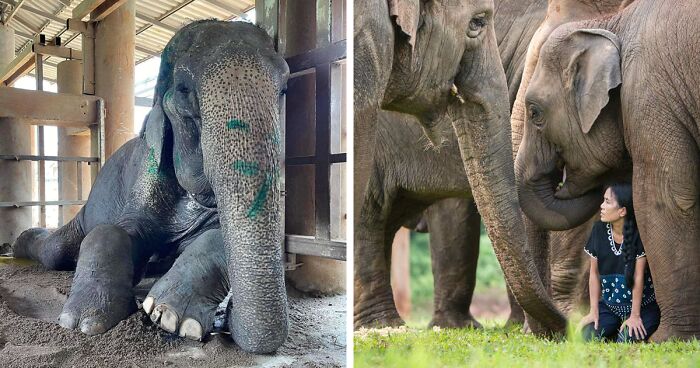 Exhausted Elephant Was Finally Rescued From The Place Where She Was ...