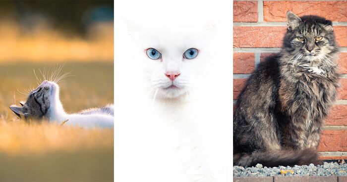 I Photographed 40 Street Cats To Celebrate Their Quirky And Endearing ...