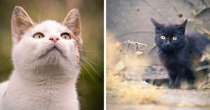 I Photographed 40 Street Cats To Celebrate Their Quirky And Endearing ...
