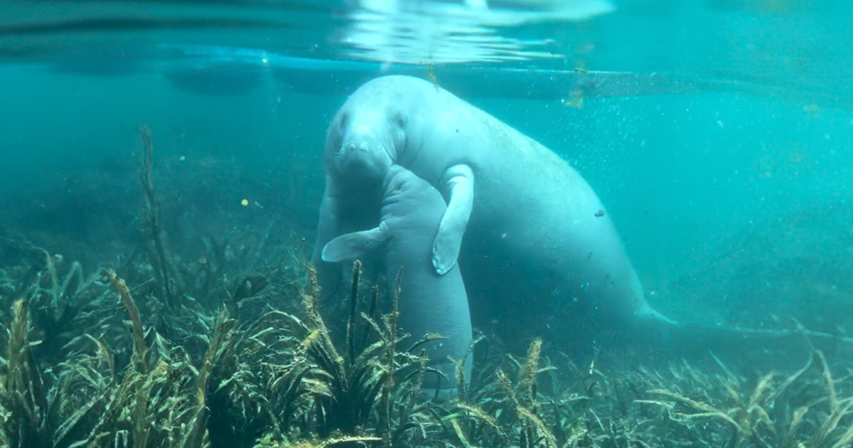 Camera Captures A Heartwarming Moment Of A Baby Manatee Hugging And Kissing His Mom | Bored Panda