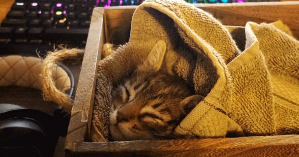 44 Adorable Images Of Cats Catnapping In The Coziest Ways Possible ...