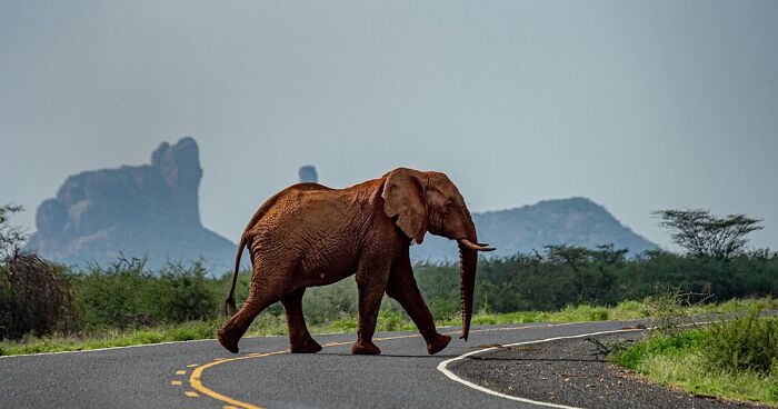 This Photographer Lived In Mud Huts, Wore A Panda Suit, And Changed How ...