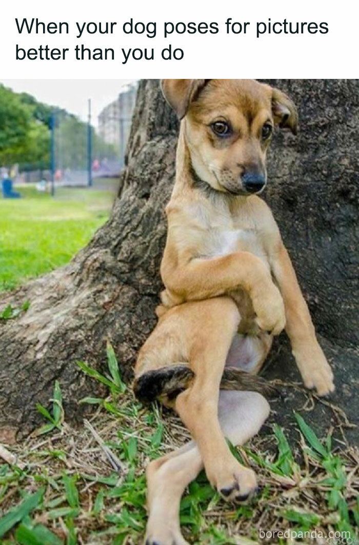 50 Funny Dog Memes For Anyone Who Has A Dog Bored Panda 50 Funny Dog Memes For Anyone Who Has A Dog Bored Panda