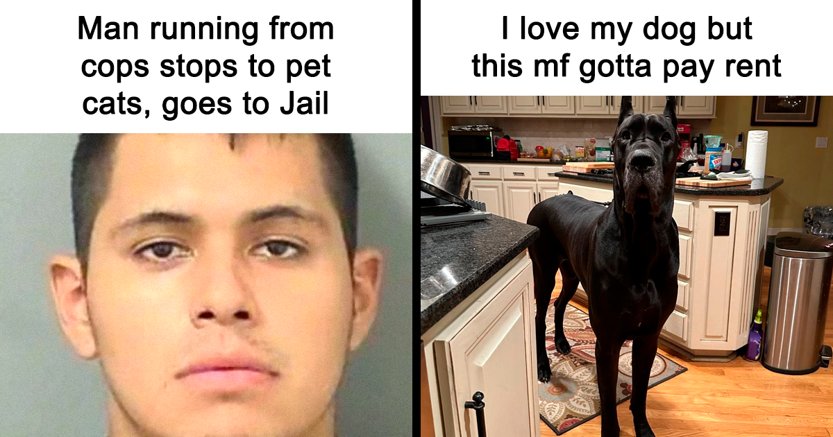 50 Delightful Animal Memes To Help You Ignore What’s Happening In The ...