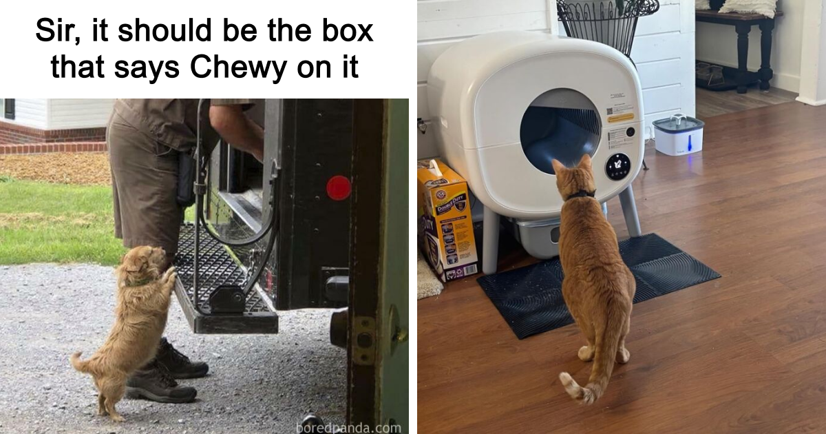 25 Genius Pet Gadgets That’ll Make Other Pet Parents Jealous | Bored Panda