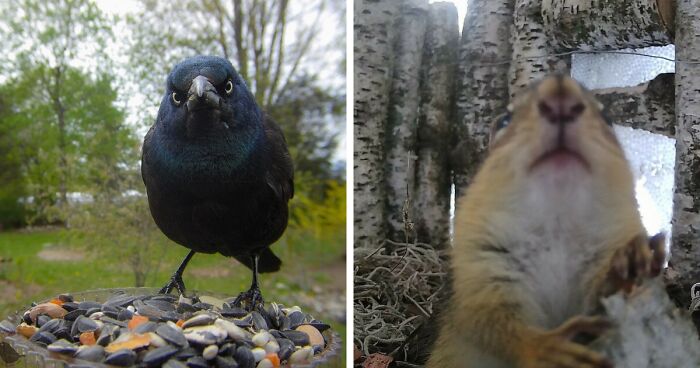 This Woman Photographs Her Daily Visitors With A Bird Camera, And The ...